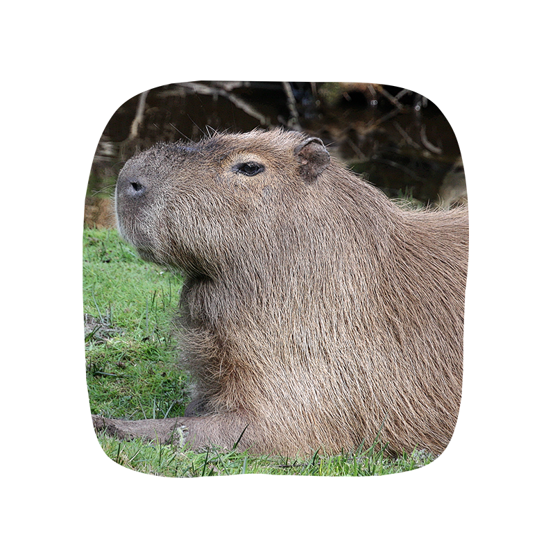capybara adoption