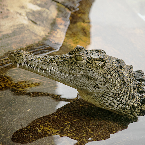 Crocodile Adoption