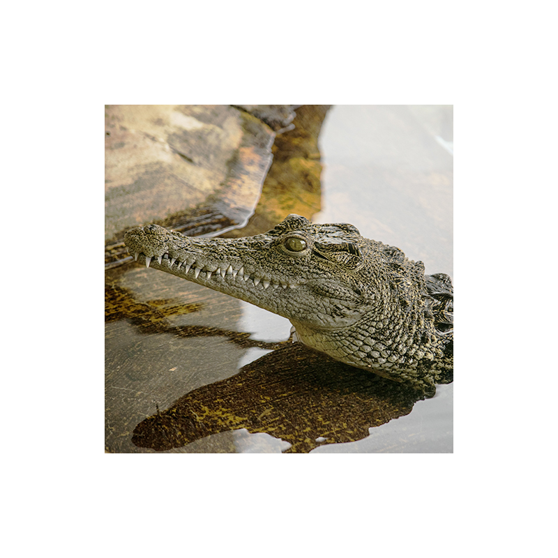 Crocodile Adoption