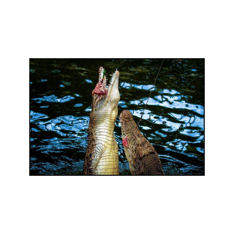 Adopt a Crocodile