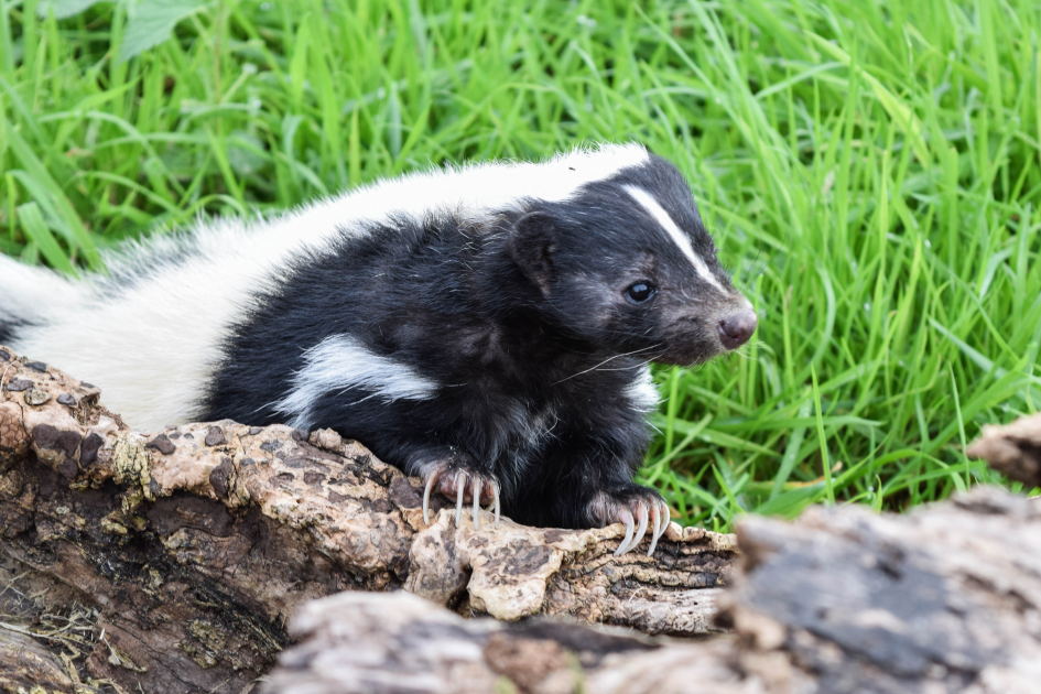 Skunk Adoption