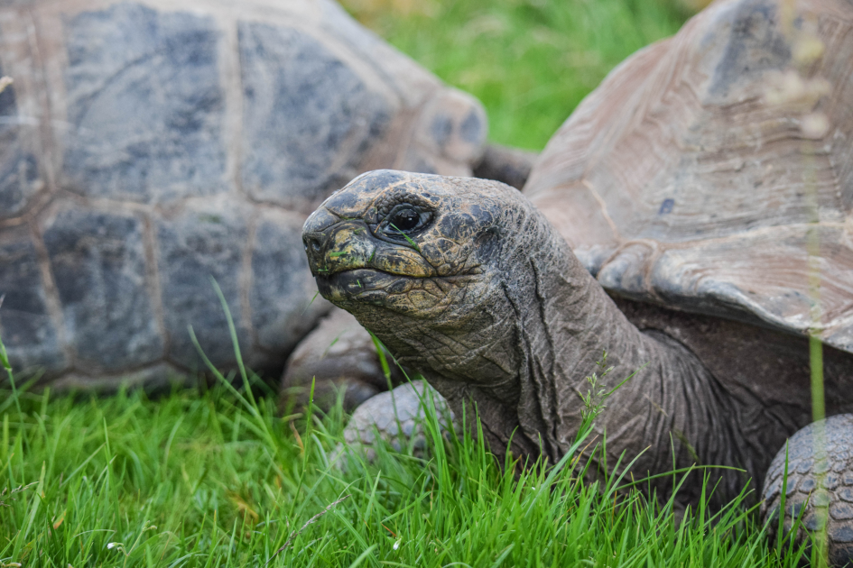 Family Giant Tortoise Adoption