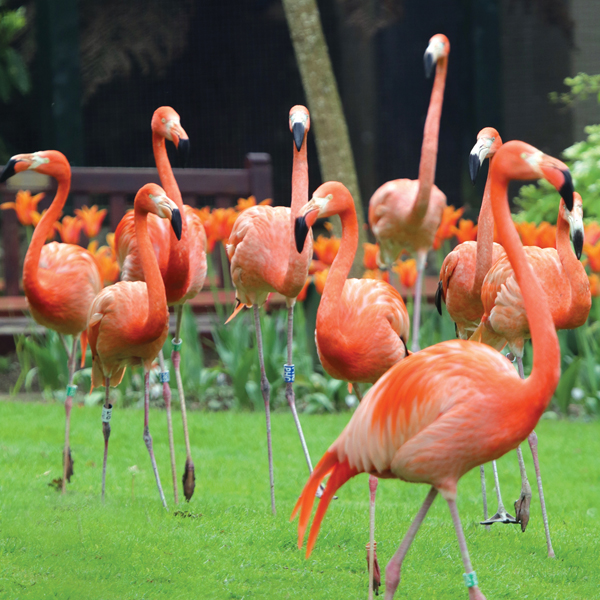 Help Protect Our Birds