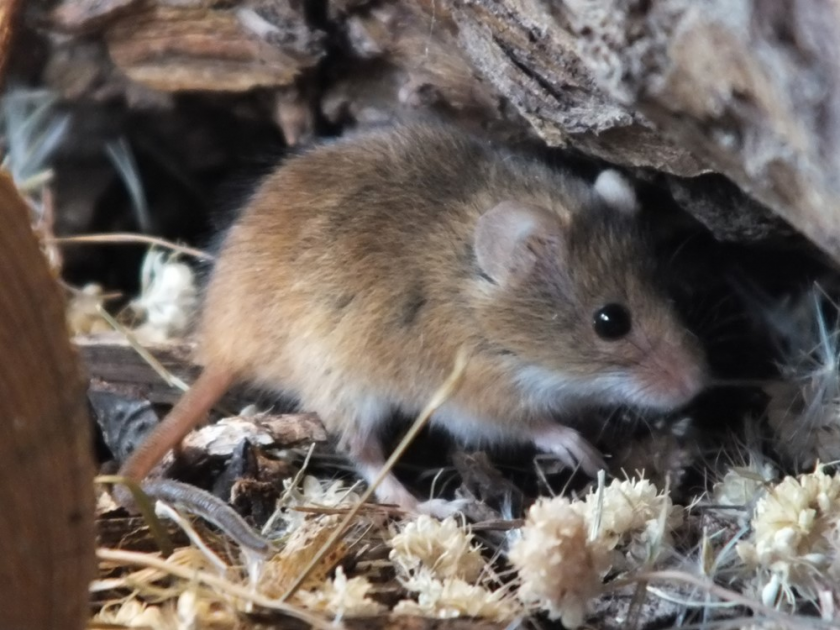 Adopt a Colony of Harvest Mice for a Child (Under 16)