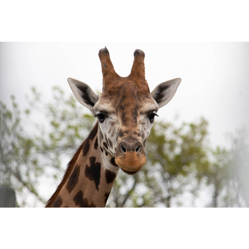 Giraffe Adoption