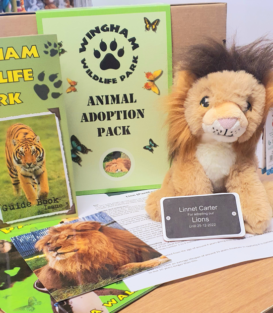 Lion Adoption Gift Box (inc. delivery)