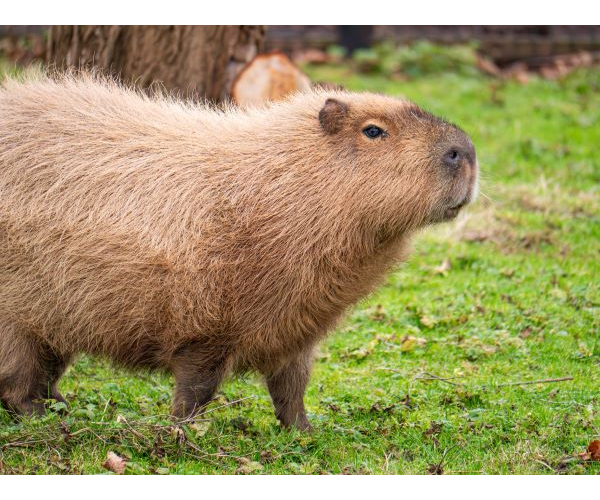 Capybara Adoption
