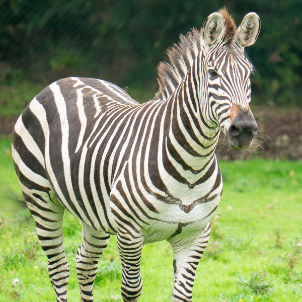 Zebra Bronze Adoption