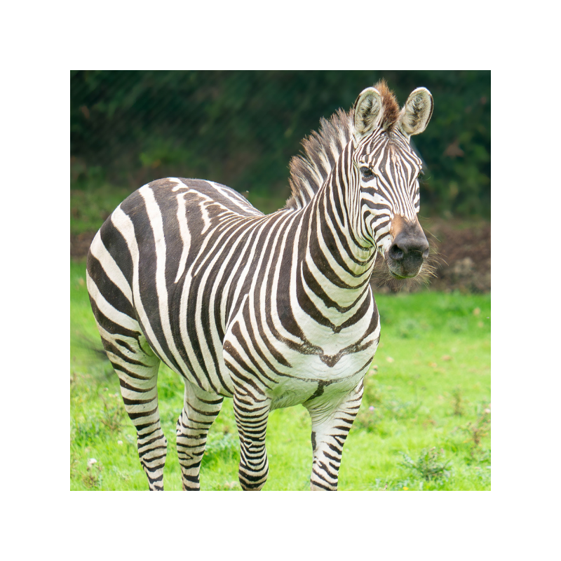 Zebra Bronze Adoption