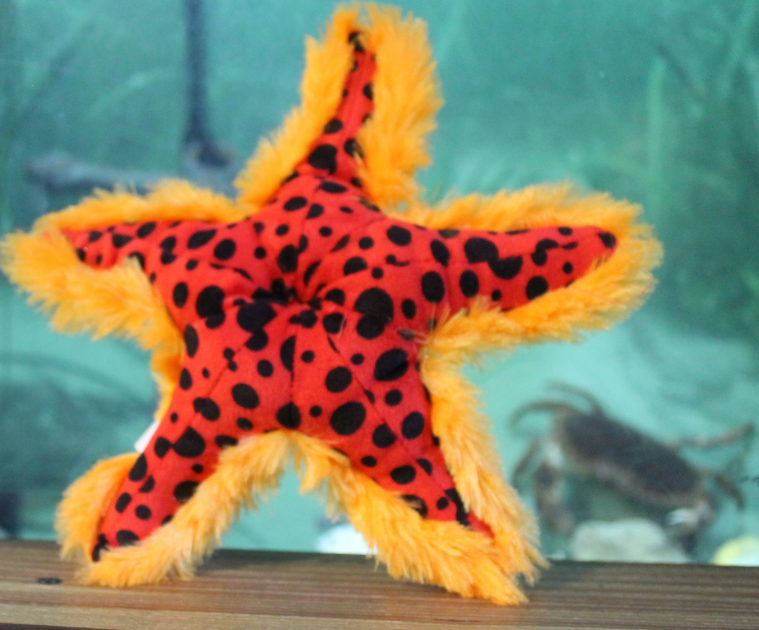 Chocolate Chip Sea Star Soft Toy