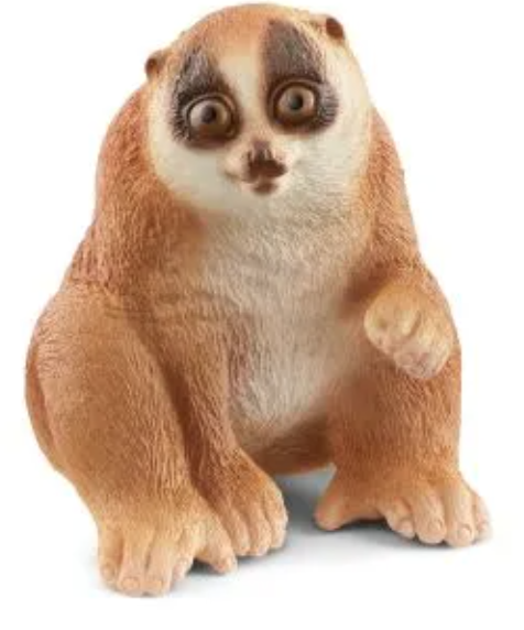 Slow Loris