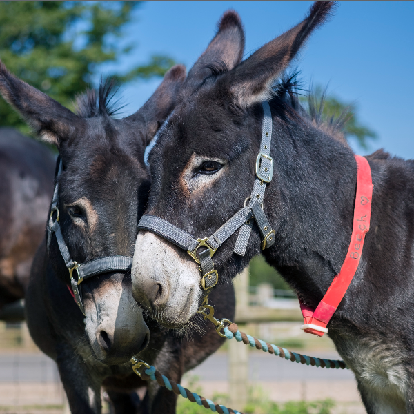 Arlo & Beech - Donkeys