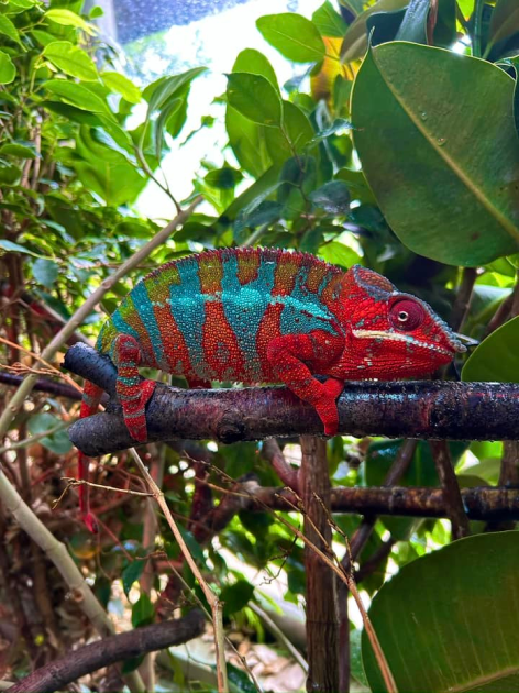 Adopt our Chameleon for 1 year for 1 year (Price includes delivery)