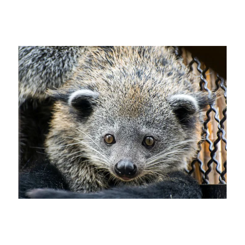 Binturong