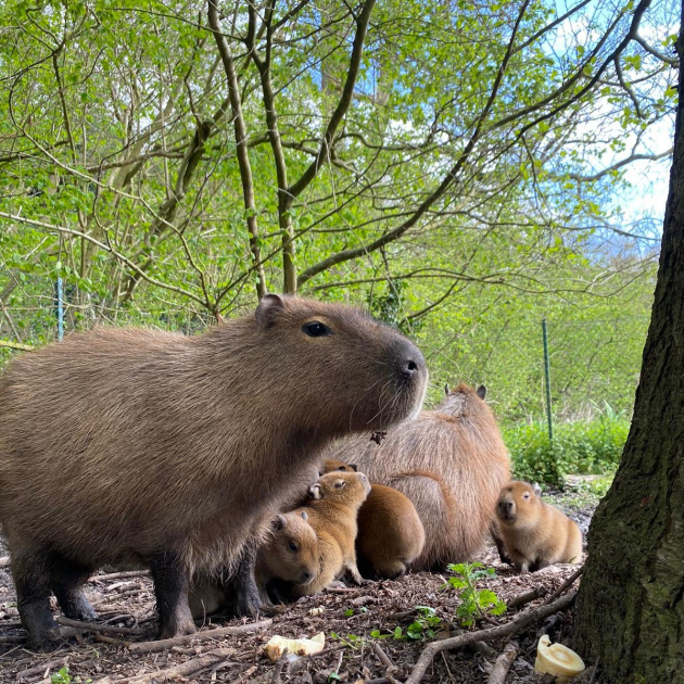 Capybara Sponsorship