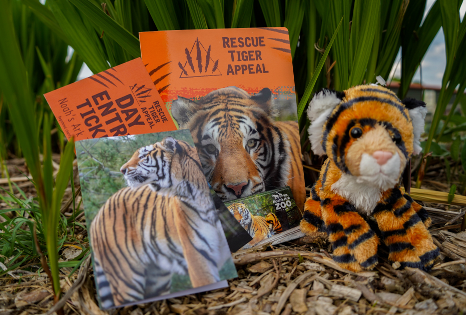 Adult Tiger Supporter Pack
