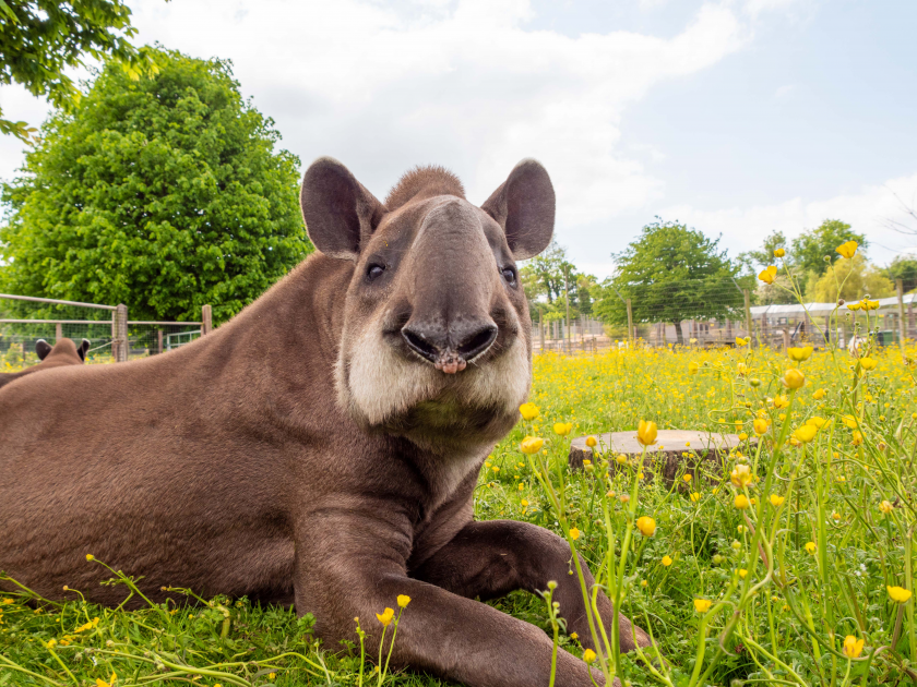 Tapir Adoption