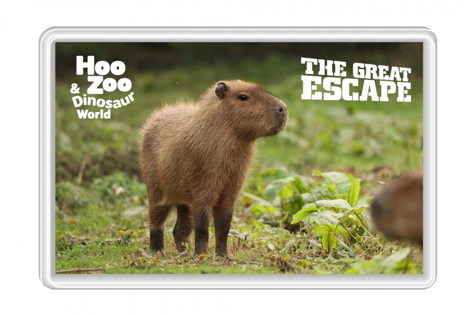 Cinnamon the Capybara Magnet