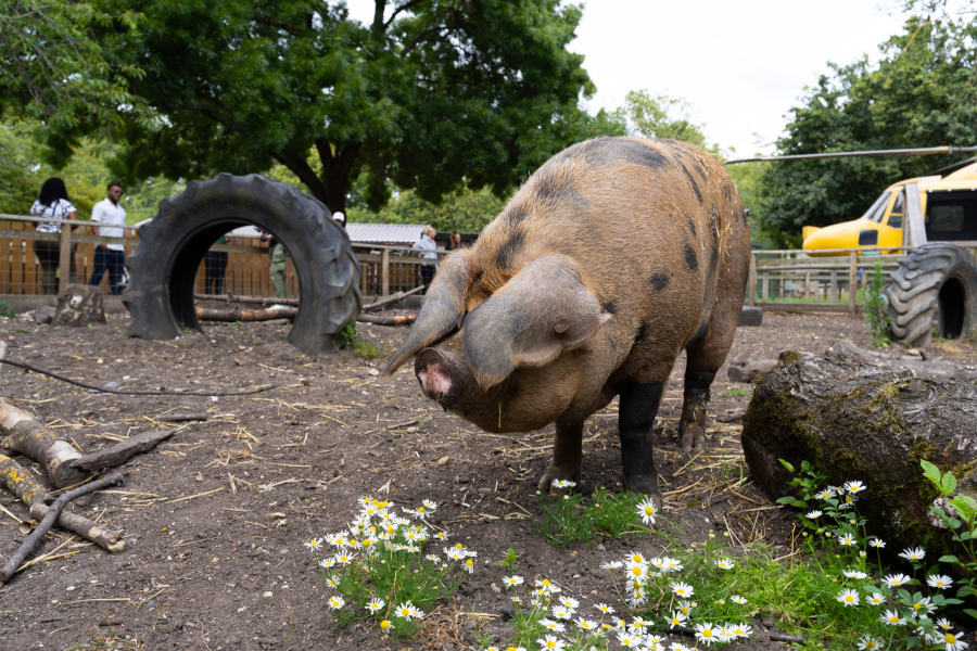 Adopt our Oxford Sandy & Black Pig for 1 year (Price includes delivery)