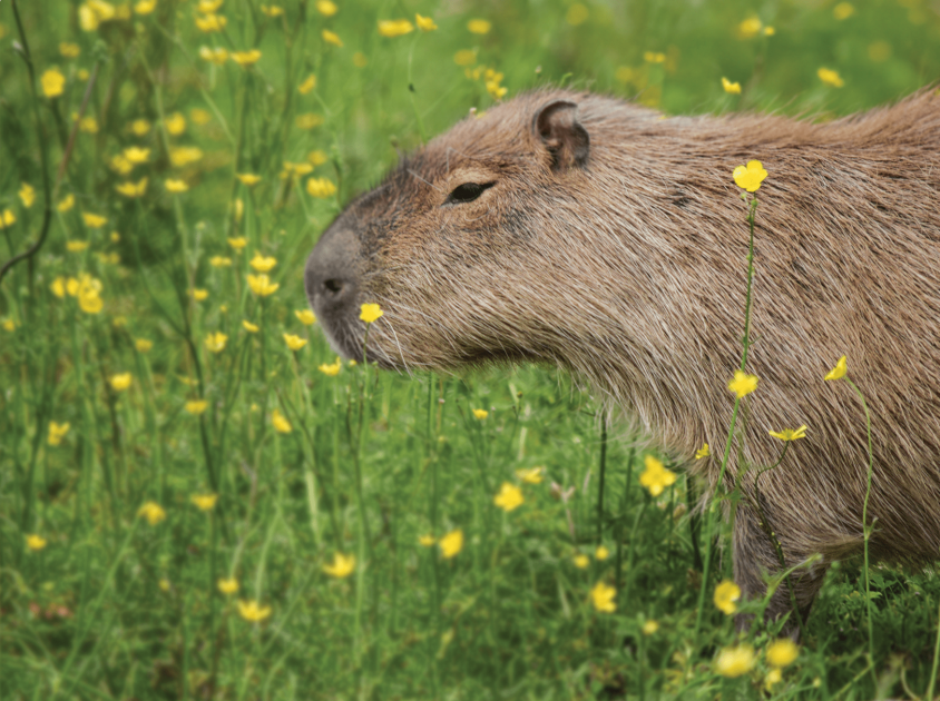 Family Capybara Adoption