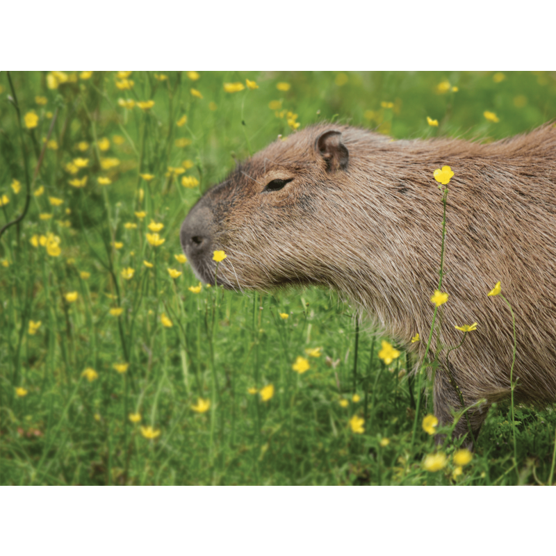 Family Capybara Adoption