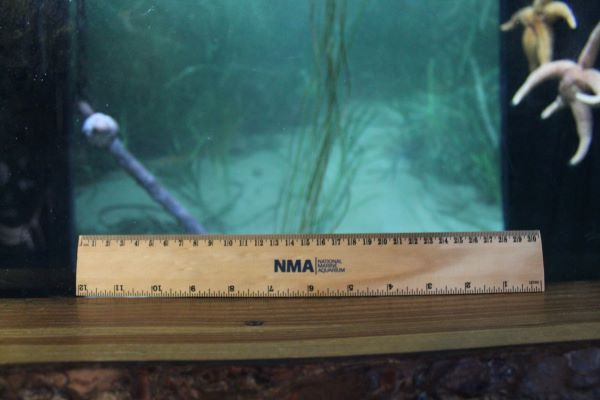 NMA 30cm Wooden Ruler