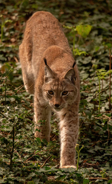 Adopt a Chain of Lynx for a Child (Under 16)