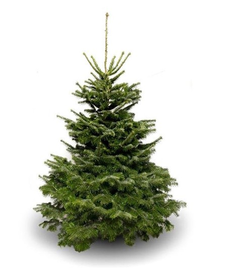 Nordmann Fir 8ft 2025