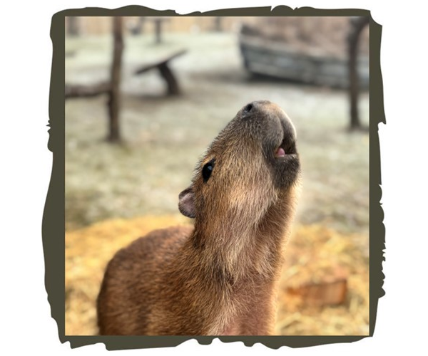 Capybara Adoption package