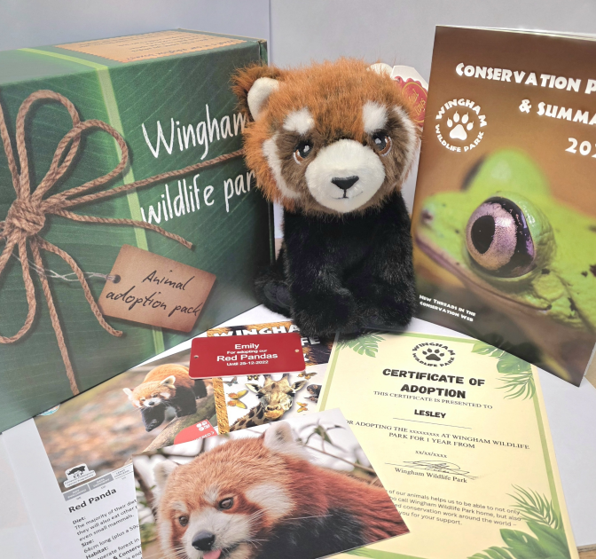 Red Panda Adoption Gift Box (inc. delivery)