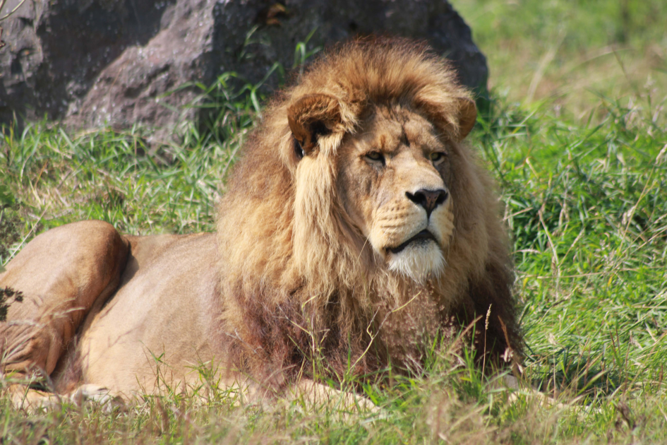 Family Lion Adoption