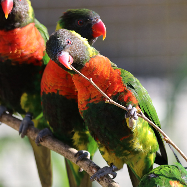 Help Protect Our Birds
