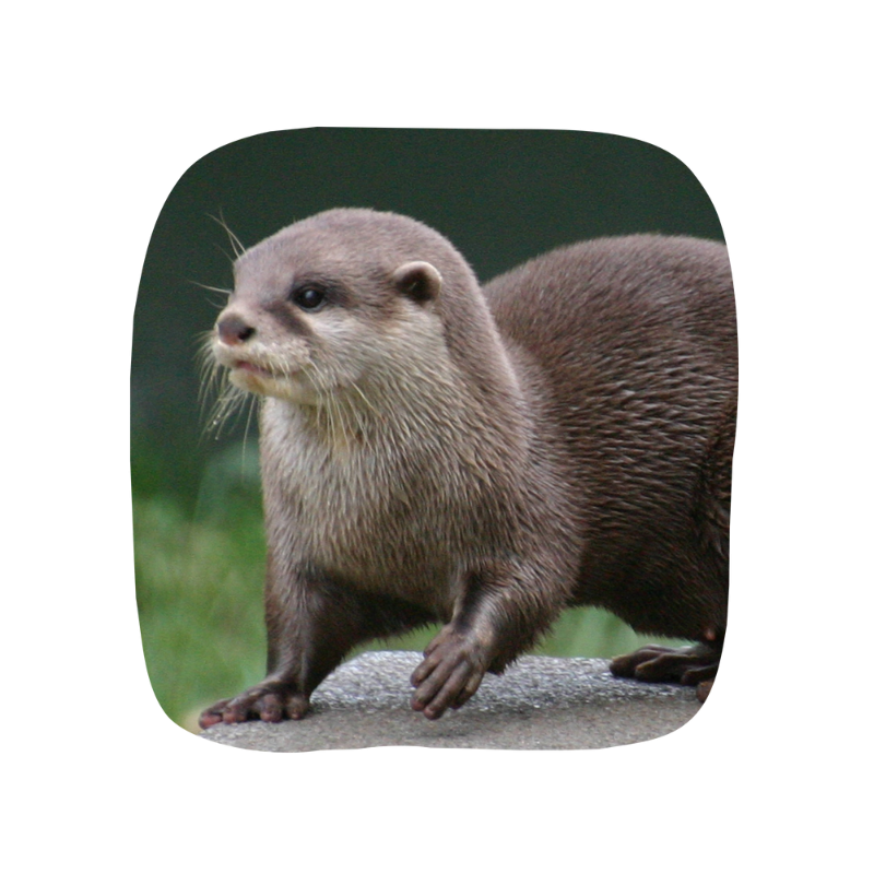 Otter Adoption