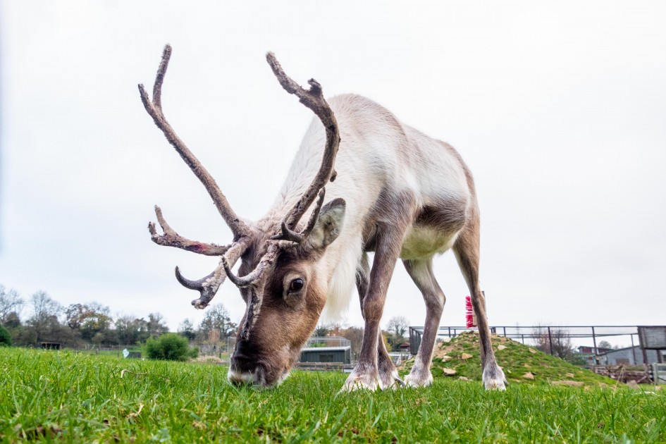 Reindeer Adoption