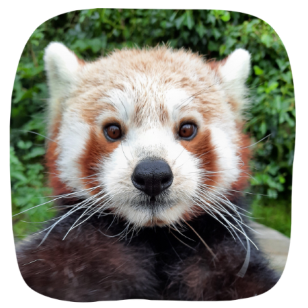 Red Panda Adoption