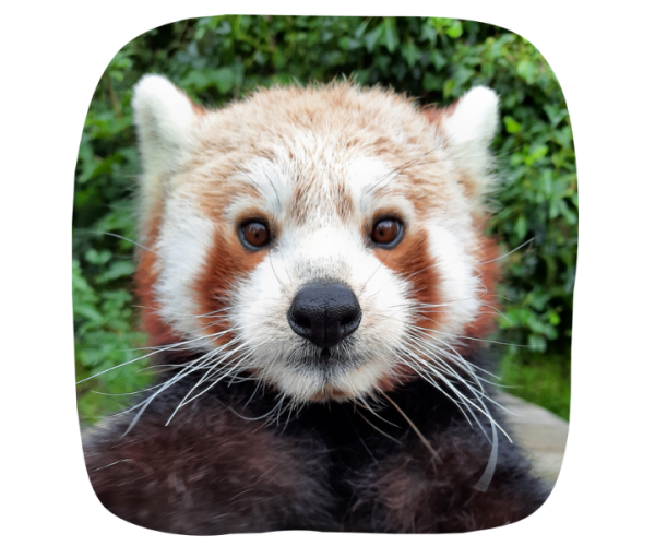 Red Panda Adoption