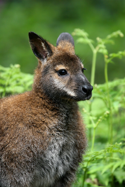 Adopt a Mob of Wallabies for a Child (Under 16)