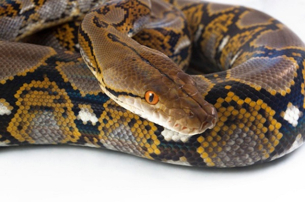 Adopt a Python