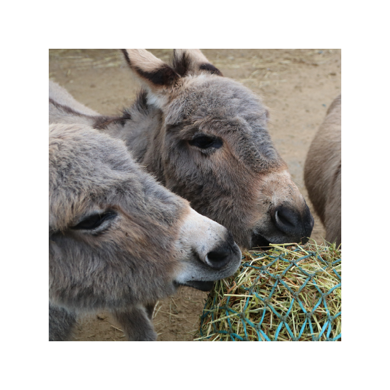 Donkey Donation
