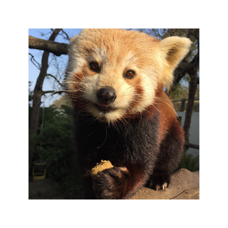 Red Panda Donation