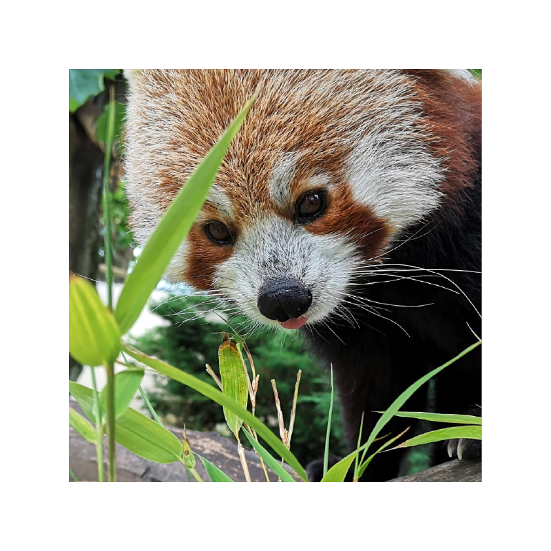 Red Panda Donation