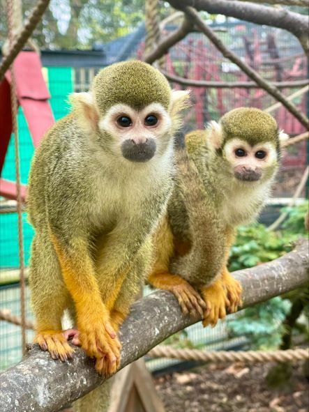 Adopt our Troop of Common Squirrel Monkeys for 1 year (Price includes ...