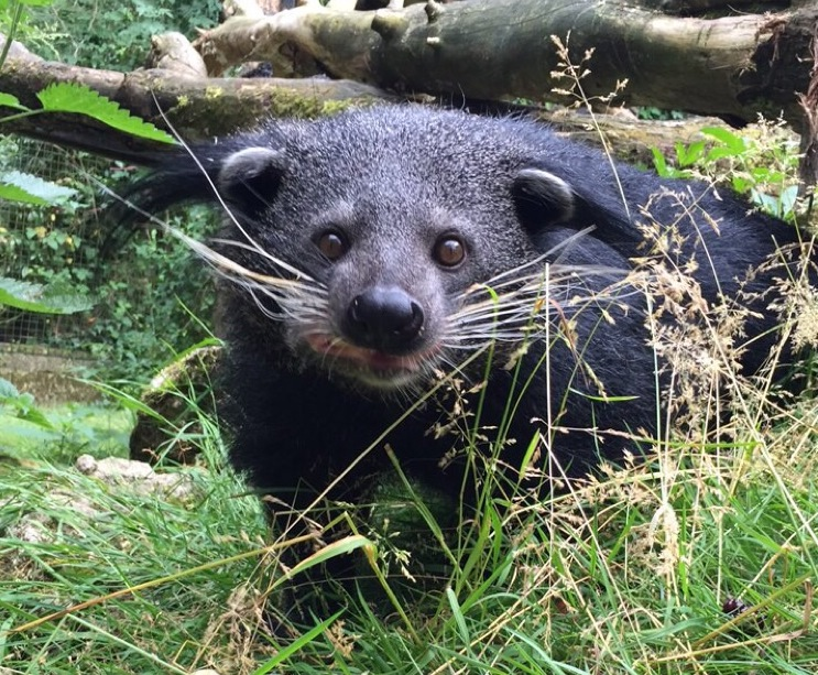 Binturong - Toady (male)