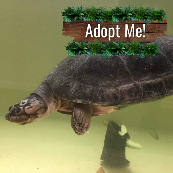 Adoption Pack - Turtle